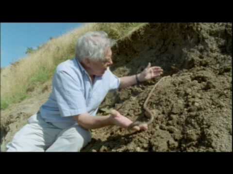 The Giant Earthworm
