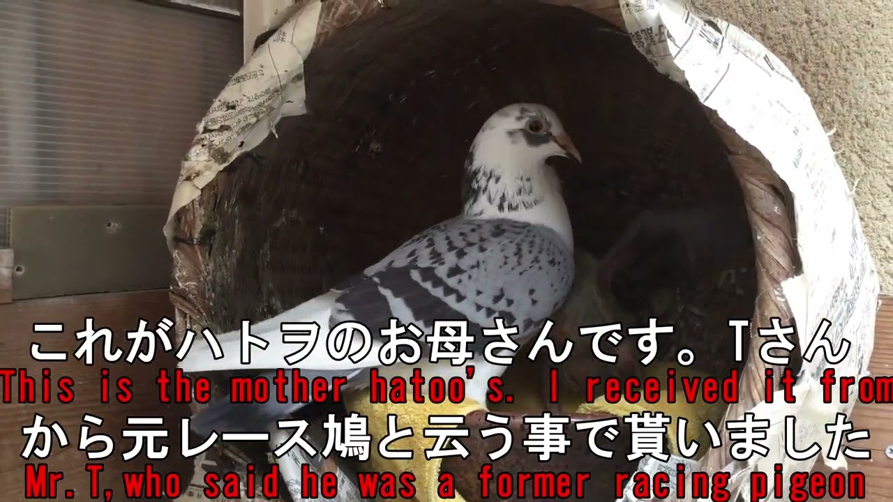 Hatoo's Family history