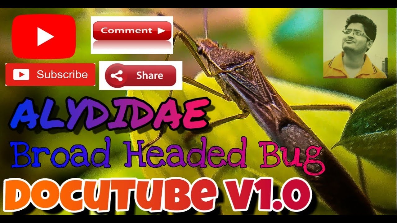 Alydidae- The Broad Headed Bug