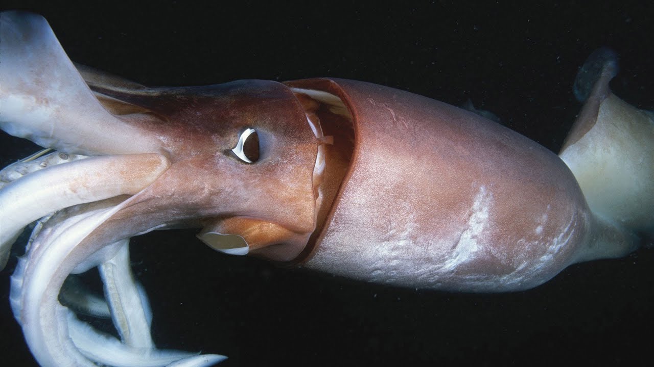 Giant Squid - The Mysterious Creature of the Deep! / Documentary (French/HD)