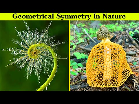 Beautiful Examples of Symmetry In Nature 2022