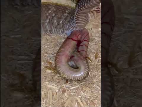 ஆபத்தான பாம்புகள் || Rattlesnake Egg Laying Facts || Tamil Info Share #shorts
