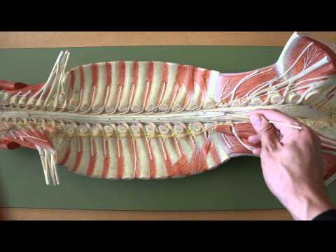 NERVOUS SYSTEM ANATOMY: Gross anatomy of spinal cord