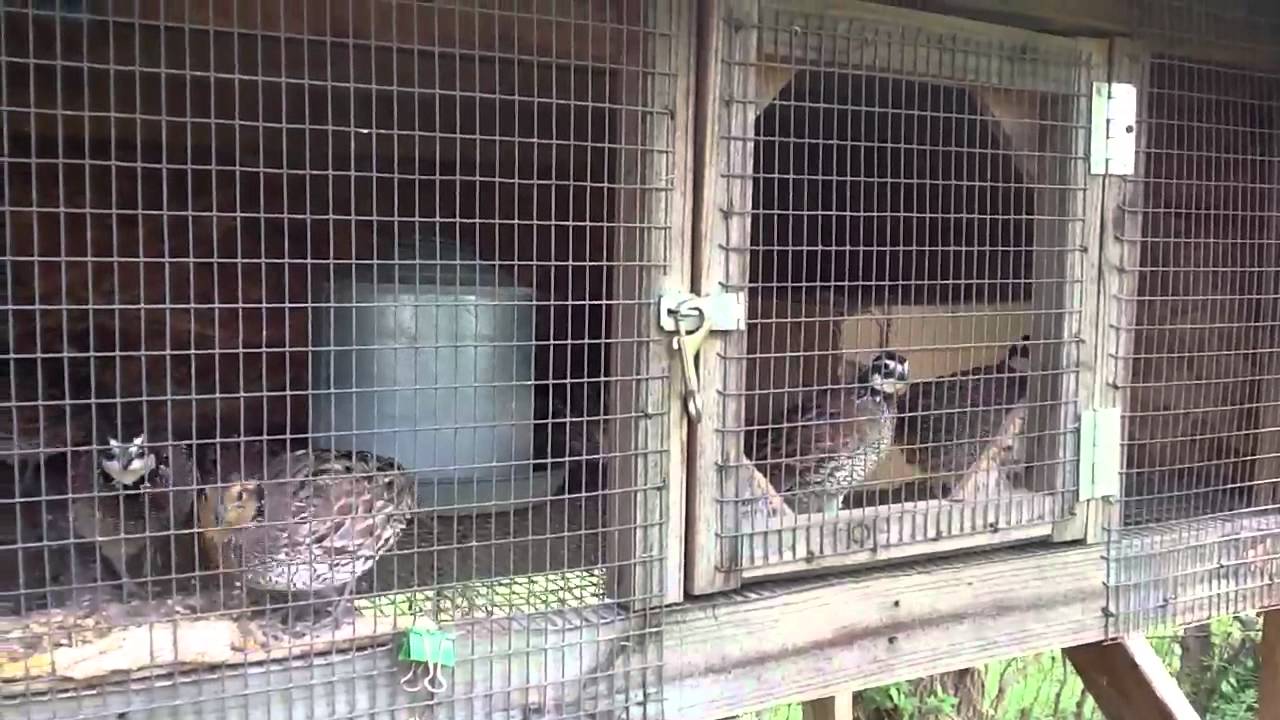 My Butler Bobwhites