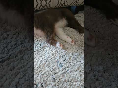 not lawn related #australianshepherd #newpuppy #puppy #shorts #shortvideo #shortsfeed