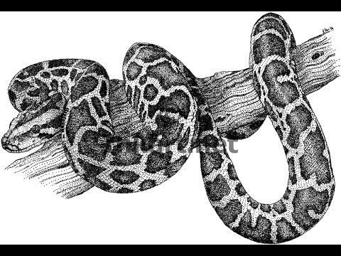 How to draw African Rock Python drawing step by step