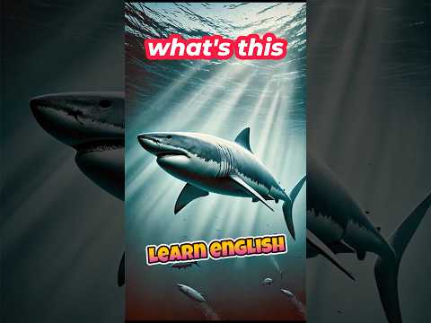 Learn English: Shark 🦈 | Animal Vocabulary