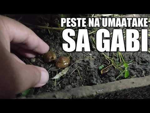 PAANO MACONTROL ANG SNAIL SA ATING GARDEN