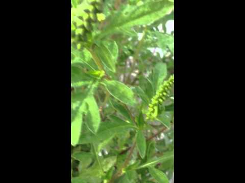 Identifying Ragweed