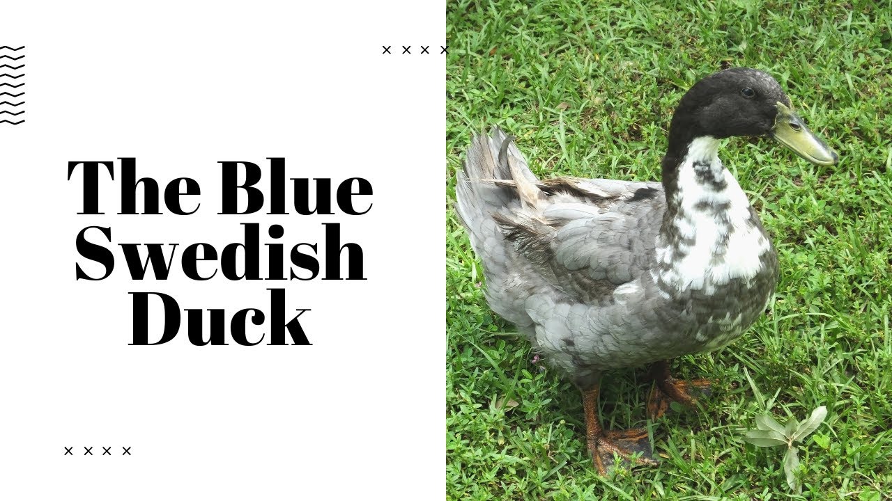 The Blue Swedish Duck: Everything You Need to Know