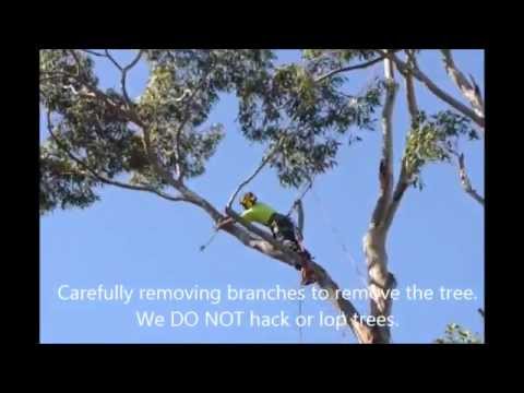 Selectively Fell and Remove Eucalyptus Tree | Bohmer's Tree Care