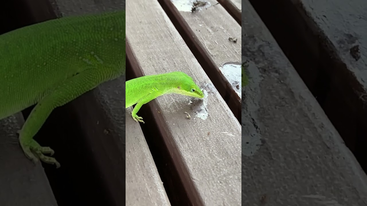 A lizard enjoying some banana sap