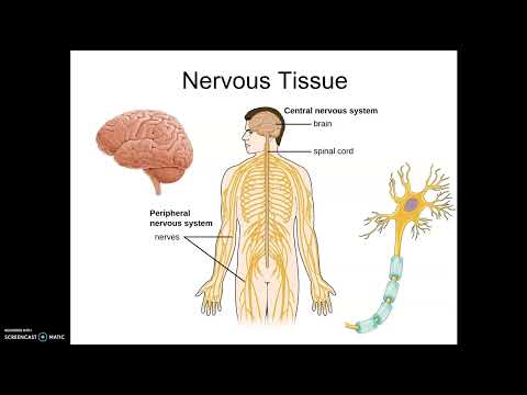 Muscle and Neural Tissue Video Lecture - Crash Course for NEET