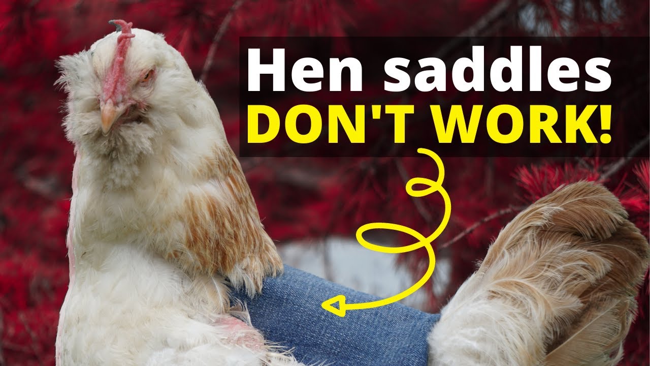 The only hen saddle worth buying
