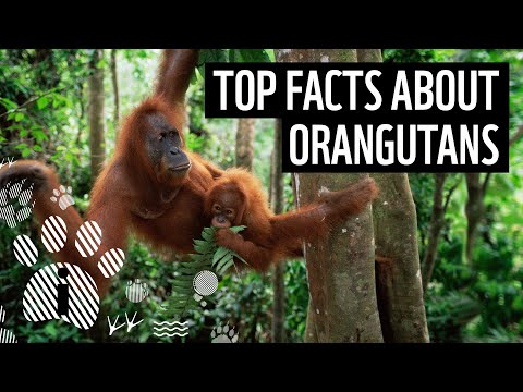 Top 10 Orangutan Facts | Animal Fun Facts | WWF
