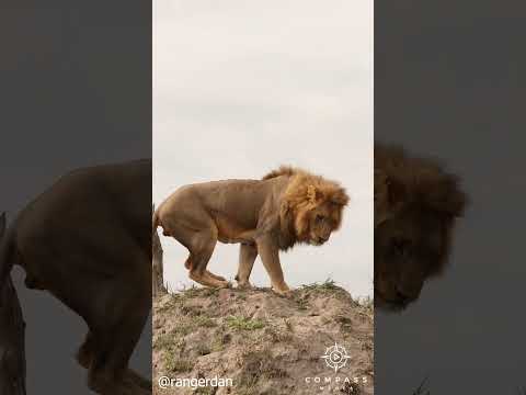Lions Lie on Back to Dig Out Warthogs from Den