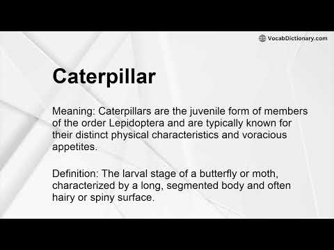 Caterpillar Meaning