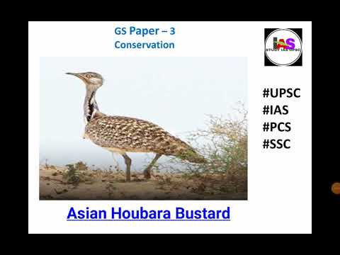Asian Houbara Bustard