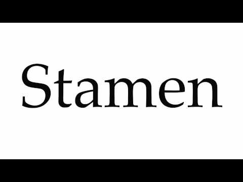 How to Pronounce Stamen