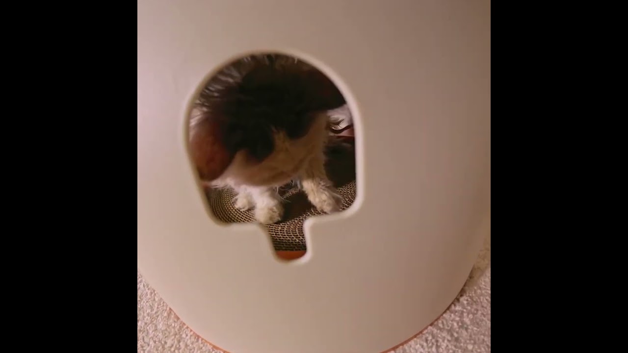 Give me some food - Selkirk rex cat is asking for food with her paw