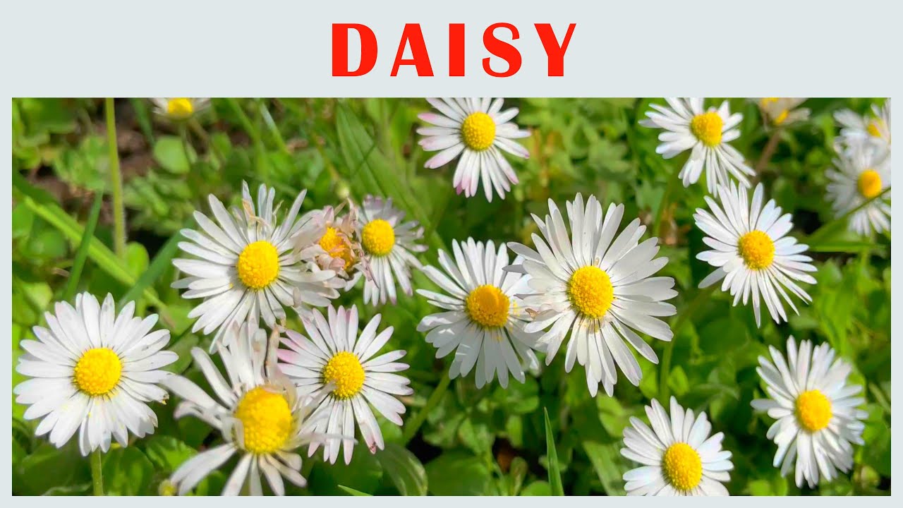 Relax & Recharge with Luxury Daisy Flower Views