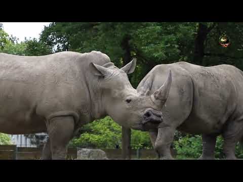 TerraChannel -Rhino