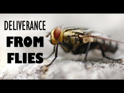 Deliverance From Flies | John Eckhardt's Prayers That Rout Demons