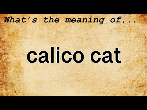 Calico Cat Meaning : Definition of Calico