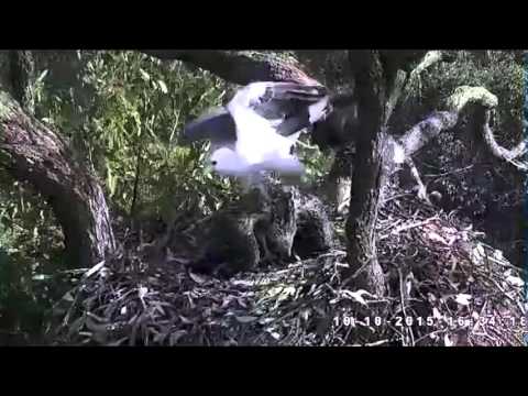 Sea eagle 15-10-10 16:31:40 SE15 mine all mine mantling