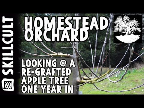 Quick Look at a Regrafted Apple Tree One Year After