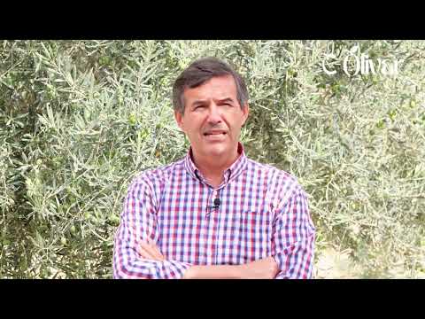 C-Olivar investigará la captación de carbono en el territorio de la D.O.P. Estepa