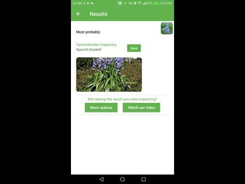 PlantSnap identifies a Spanish bluebell (Hyacinthoides hispanica)