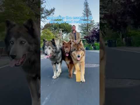 The Majestic Wolf Dog Breed Revealed