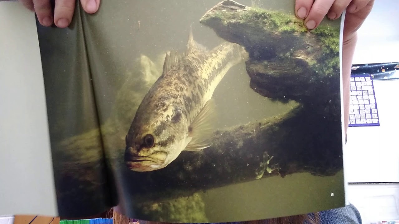 Life In A Pond, readaloud