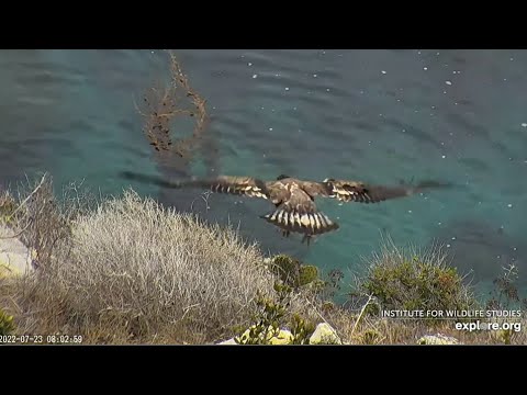 Two Harbors Eagles 🐦 Lancer's Prime Oceanfront Views!! 🌄 7.23.22
