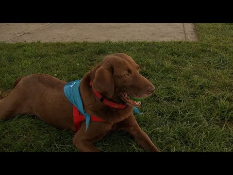 Max's Mission: Brownie, the fun-loving chocolate lab finds a loving family