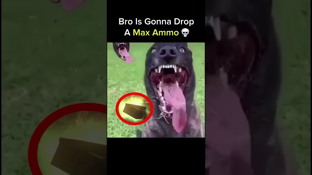 Real-Life Hellhound Is Crazy 💀