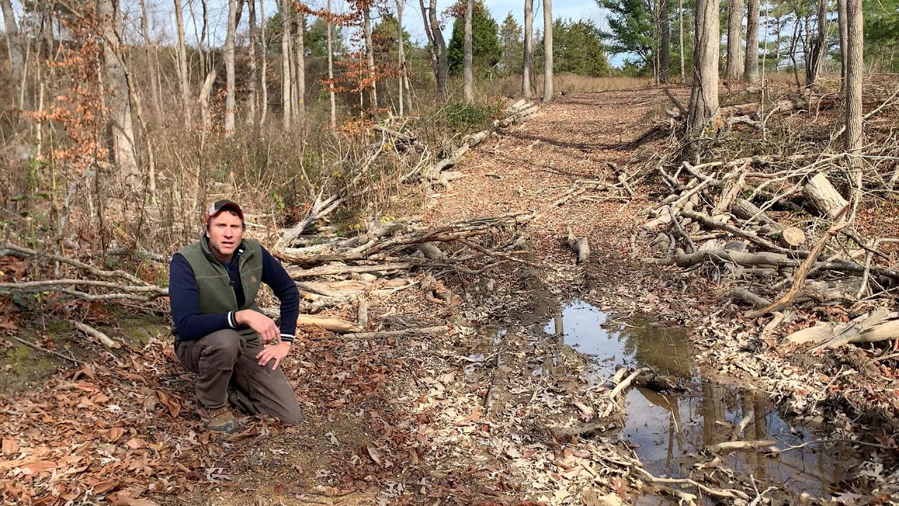 Fifteen Minutes in the Forest: Managing a Hardwood Forest Part 1