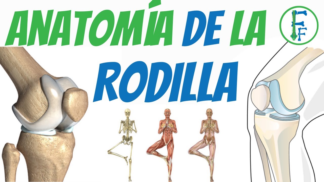ANATOMIA DE LA RODILLA | Sistema Oseo | Sistema ligamentoso
