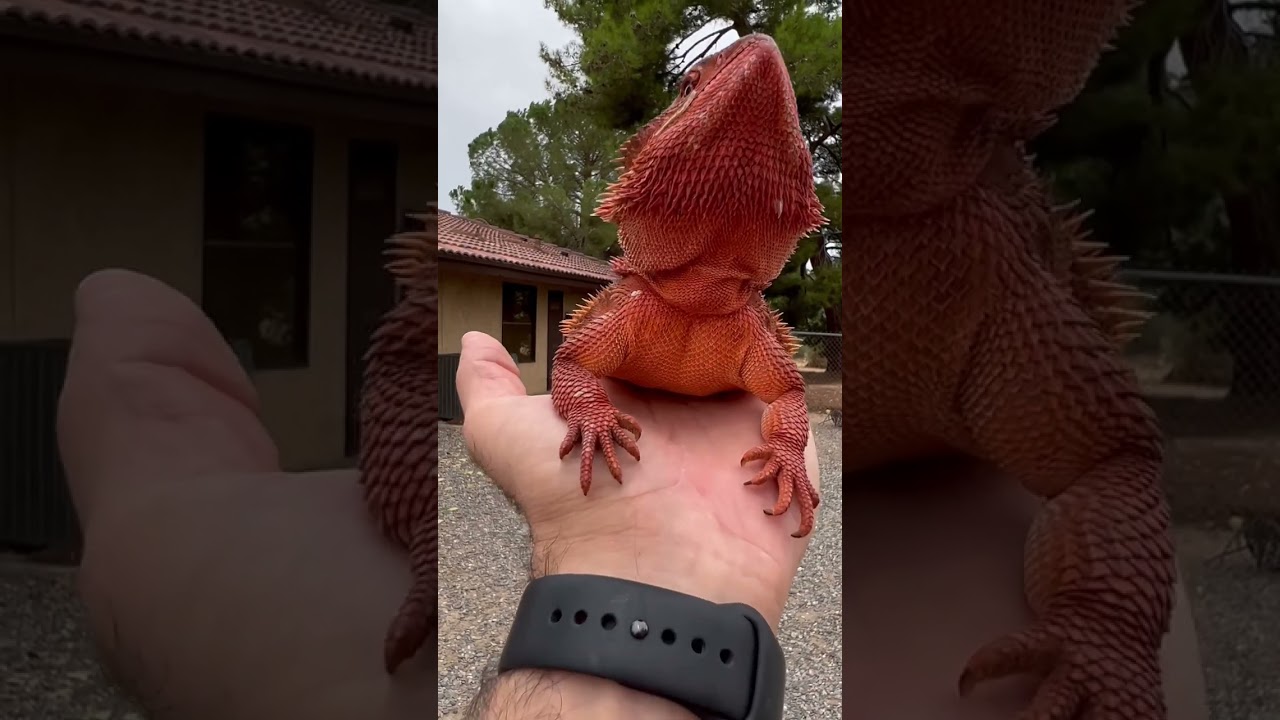 Red Monster Double Het Bearded Dragon