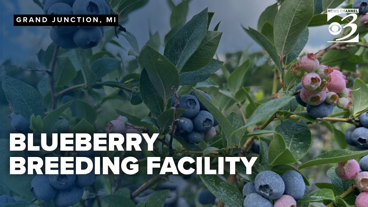 Michigan-based blueberry breeding facility cultivating industry's future