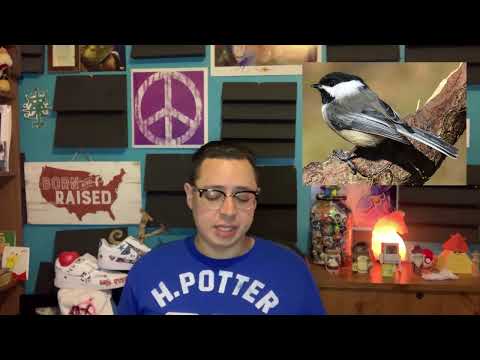 Chickadee | Symbolism | Possible Spiritual Meaning of Seeing | A Friday Podcast Clip w/ Chris Chaos