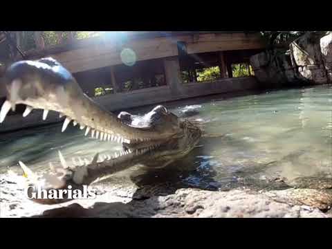 SEE THIS || How to differentiate GHARIALS from normal crocodiles|| || Unique Crocodolians.