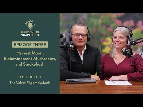 Harvest Moon, Bioluminescent Mushrooms, and Smokebush | Gardening Simplified Radio Show | Ep. 3