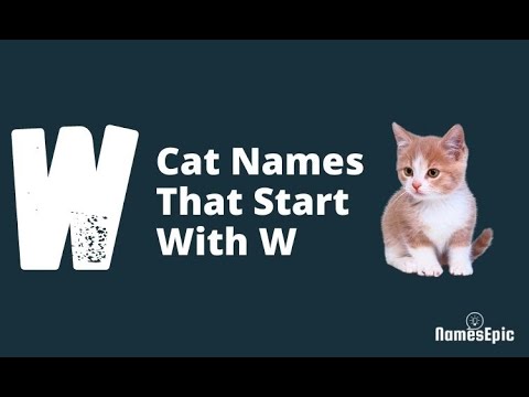 20 Best Cat Names That Start With W | Male and Female Cat Names