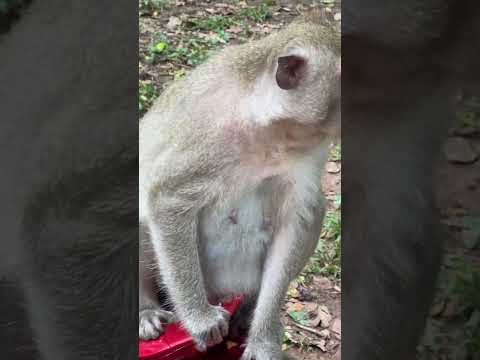 #animal #monkeys #backpacking #photooftheday #travelling #travelblogger #instagood #picoftheday