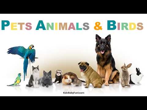 Pet Pals & Feathered Friends: Learn Animal Names for Kids