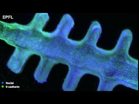 Next-gen organoids grow and function like real tissues. © EPFL Mikhail Nikolaev - Lutolf lab