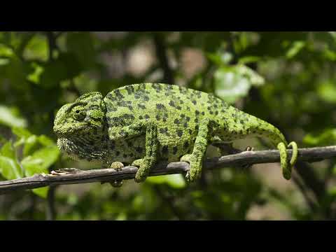 Common chameleon Description, Characteristics and Facts!