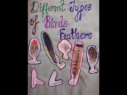 Birds Feathers Name🐦||#shorts